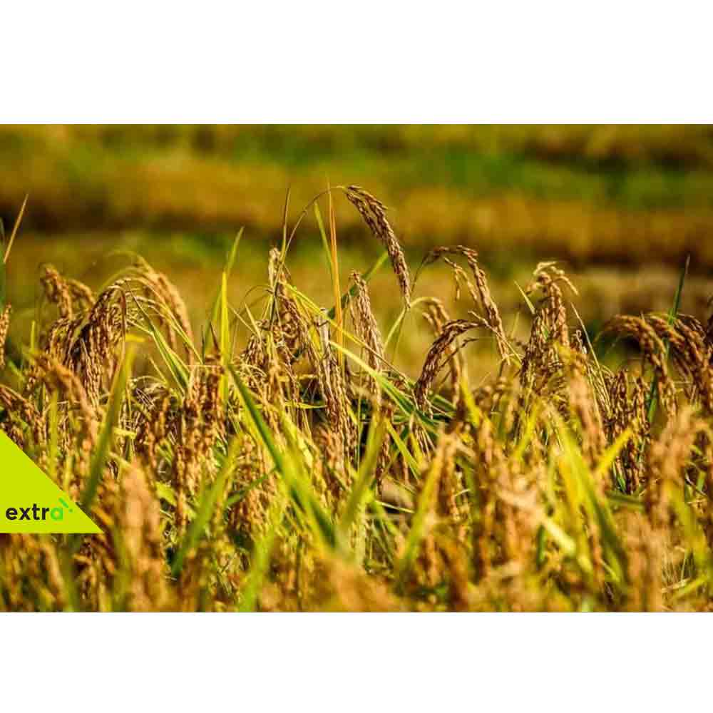 Visit to the "La Mondina Estate - Good Rice" and ascent to the Dome of ...